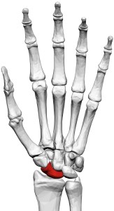 The Suspected Scaphoid Injury – Fife Virtual Hand Clinic